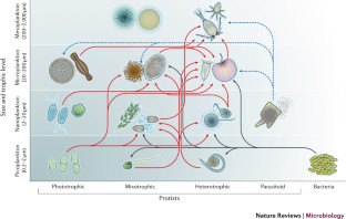 Probing the evolution, ecology and physiology of marine protists using ...