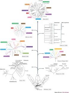 Probing the evolution, ecology and physiology of marine protists using ...