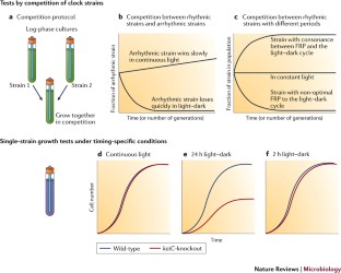 Timing the day: what makes bacterial clocks tick? | Nature Reviews ...