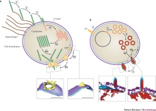The enigmatic archaeal virosphere | Nature Reviews Microbiology
