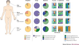 The Human Skin Microbiome Nature Reviews Microbiology