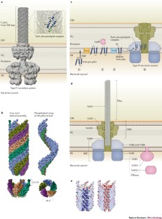 A comprehensive guide to pilus biogenesis in Gram-negative bacteria ...