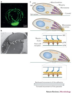 Gliding motility powers invasion and egress in Apicomplexa | Nature ...