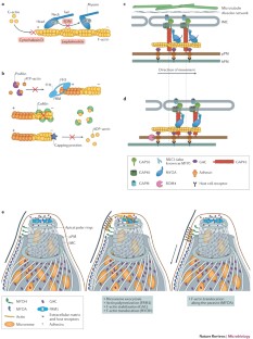 Gliding motility powers invasion and egress in Apicomplexa | Nature ...