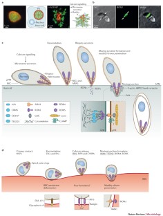 Gliding motility powers invasion and egress in Apicomplexa | Nature ...