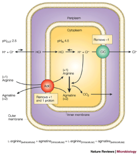 Escherichia coli acid resistance: tales of an amateur acidophile ...