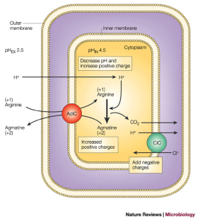 Escherichia coli acid resistance: tales of an amateur acidophile ...