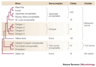 A structural perspective of the flavivirus life cycle | Nature Reviews ...