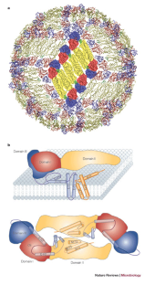 A structural perspective of the flavivirus life cycle | Nature Reviews ...