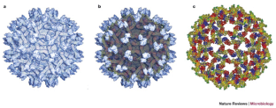 A structural perspective of the flavivirus life cycle | Nature Reviews ...