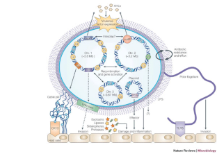 The multifarious, multireplicon Burkholderia cepacia complex | Nature ...