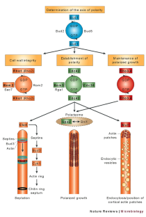 Ashbya gossypii : a model for fungal developmental biology | Nature ...