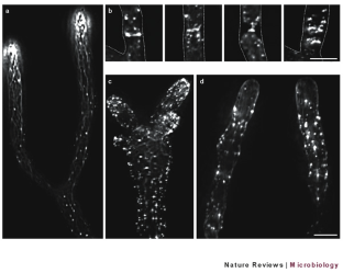 Ashbya gossypii : a model for fungal developmental biology | Nature ...