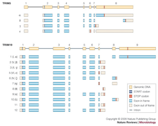 TRIM family proteins: retroviral restriction and antiviral defence ...