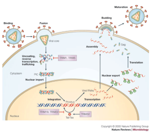 TRIM family proteins: retroviral restriction and antiviral defence ...