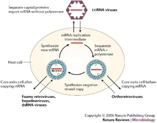 Parallels among positive-strand RNA viruses, reverse-transcribing ...