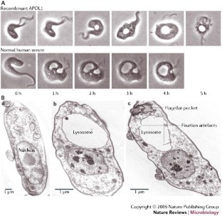 The trypanolytic factor of human serum | Nature Reviews Microbiology