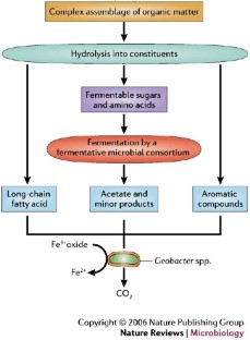 Bug juice: harvesting electricity with microorganisms | Nature Reviews ...