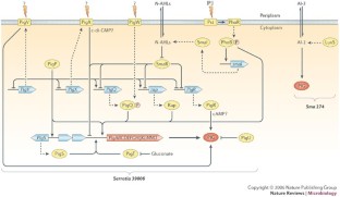 The biosynthesis and regulation of bacterial prodiginines | Nature ...
