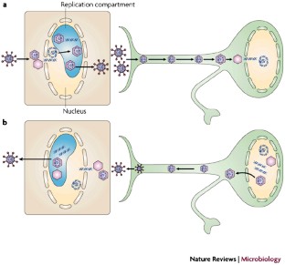 Chromatin control of herpes simplex virus lytic and latent infection ...