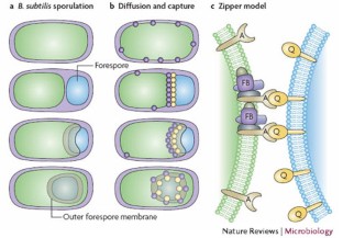 Getting organized — how bacterial cells move proteins and DNA | Nature ...