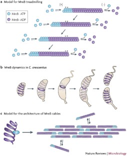 Getting organized — how bacterial cells move proteins and DNA | Nature ...