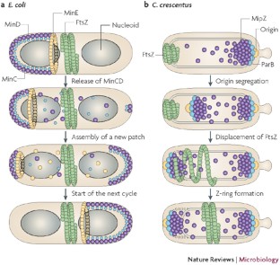 Getting organized — how bacterial cells move proteins and DNA | Nature ...