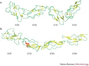Complement evasion by human pathogens | Nature Reviews Microbiology