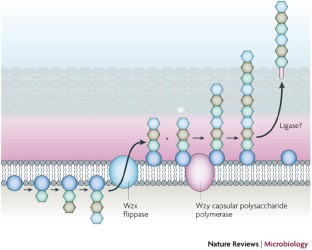 The role of Streptococcus pneumoniae virulence factors in host ...