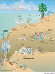 Symbiotic diversity in marine animals: the art of harnessing ...