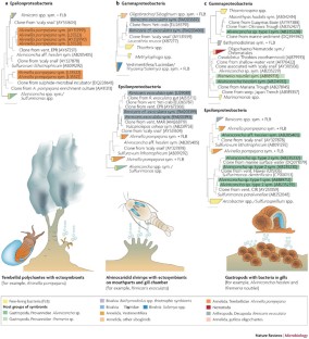 Symbiotic diversity in marine animals: the art of harnessing ...