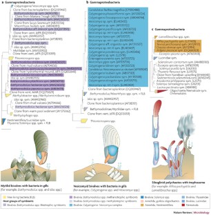Symbiotic diversity in marine animals: the art of harnessing ...