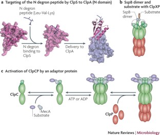 Adapting the machine: adaptor proteins for Hsp100/Clp and AAA+ ...