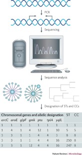 Waves of resistance: Staphylococcus aureus in the antibiotic era | Nature Reviews Microbiology