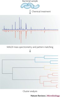 Mass spectrometry tools for the classification and identification of ...