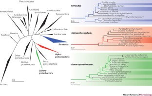 A field guide to bacterial swarming motility | Nature Reviews Microbiology