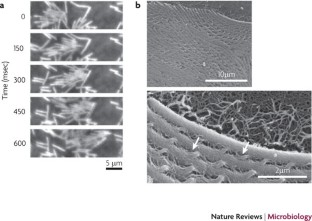 A field guide to bacterial swarming motility | Nature Reviews Microbiology