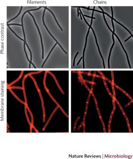 A field guide to bacterial swarming motility | Nature Reviews Microbiology