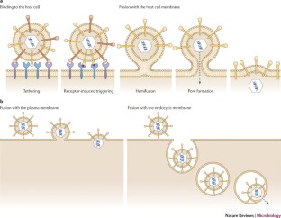 Fusing structure and function: a structural view of the herpesvirus ...