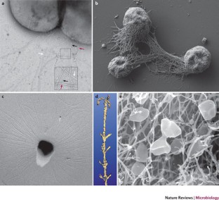 The archaeal cell envelope | Nature Reviews Microbiology