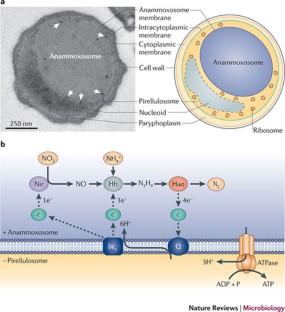 Beyond the bacterium: planctomycetes challenge our concepts of ...