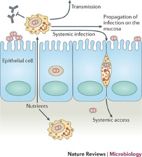A bacterial siren song: intimate interactions between Neisseria and ...