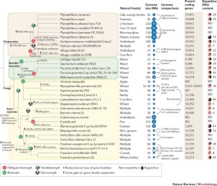 Genome evolution in filamentous plant pathogens: why bigger can be ...