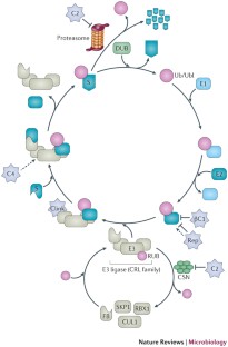 Geminiviruses: masters at redirecting and reprogramming plant processes ...