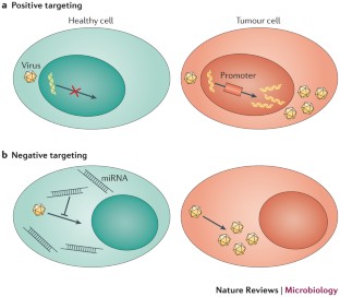 New viruses for cancer therapy: meeting clinical needs | Nature Reviews ...