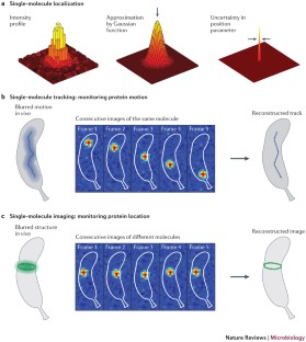 Exploring bacterial cell biology with single-molecule tracking and ...
