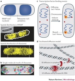 Exploring bacterial cell biology with single-molecule tracking and ...