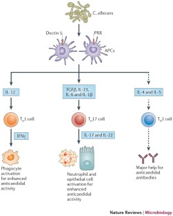 Development of vaccines for Candida albicans: fighting a skilled ...