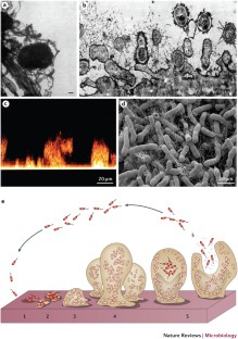 Revealing a world of biofilms — the pioneering research of Bill ...