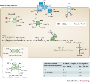 Autotrophy at the thermodynamic limit of life: a model for energy ...